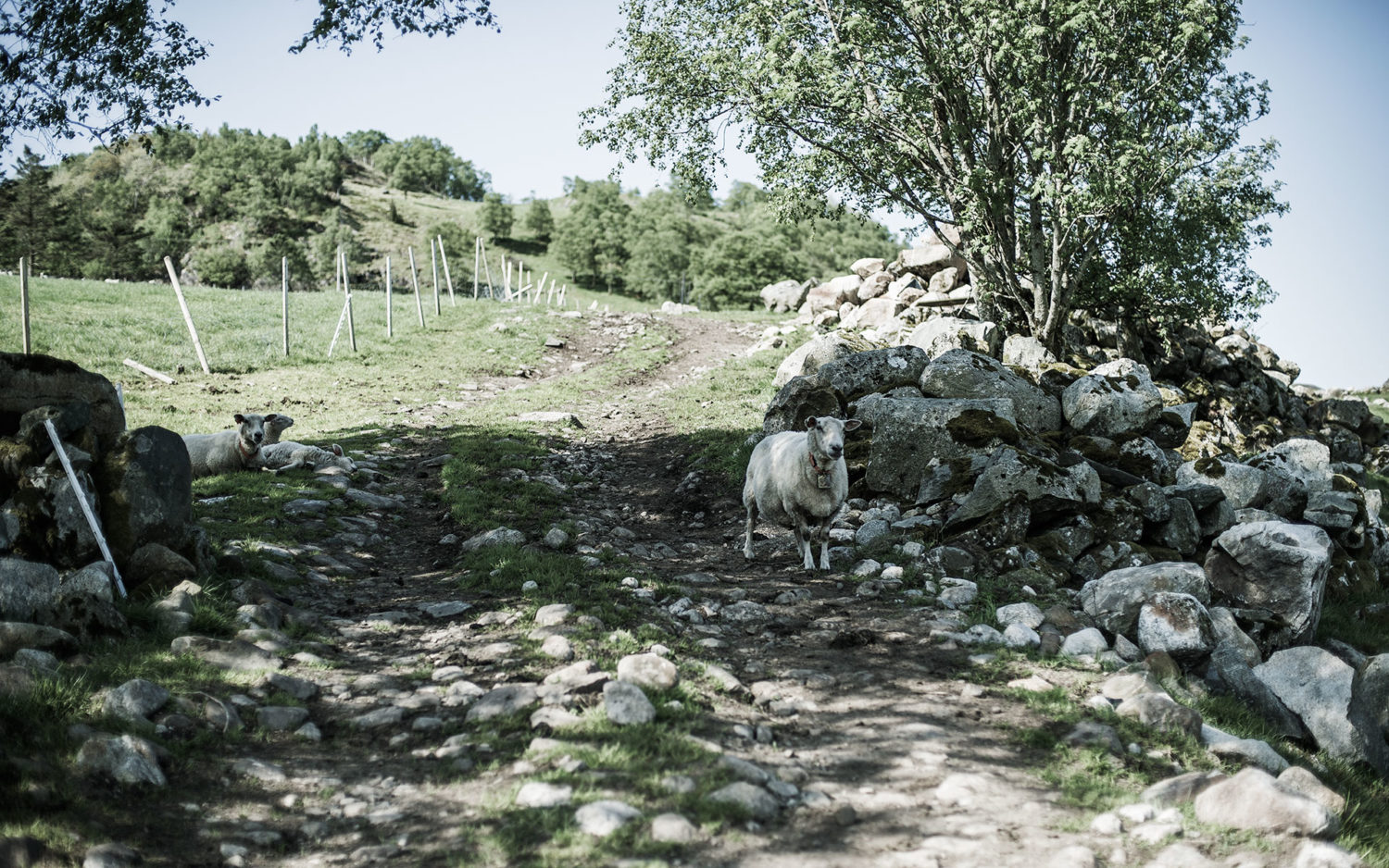 RE-NAA 2.0 - Restaurant RE-NAA